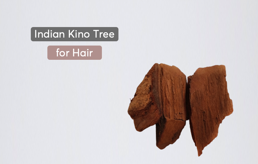 Indian Kino Tree for Hair Care | MDhair